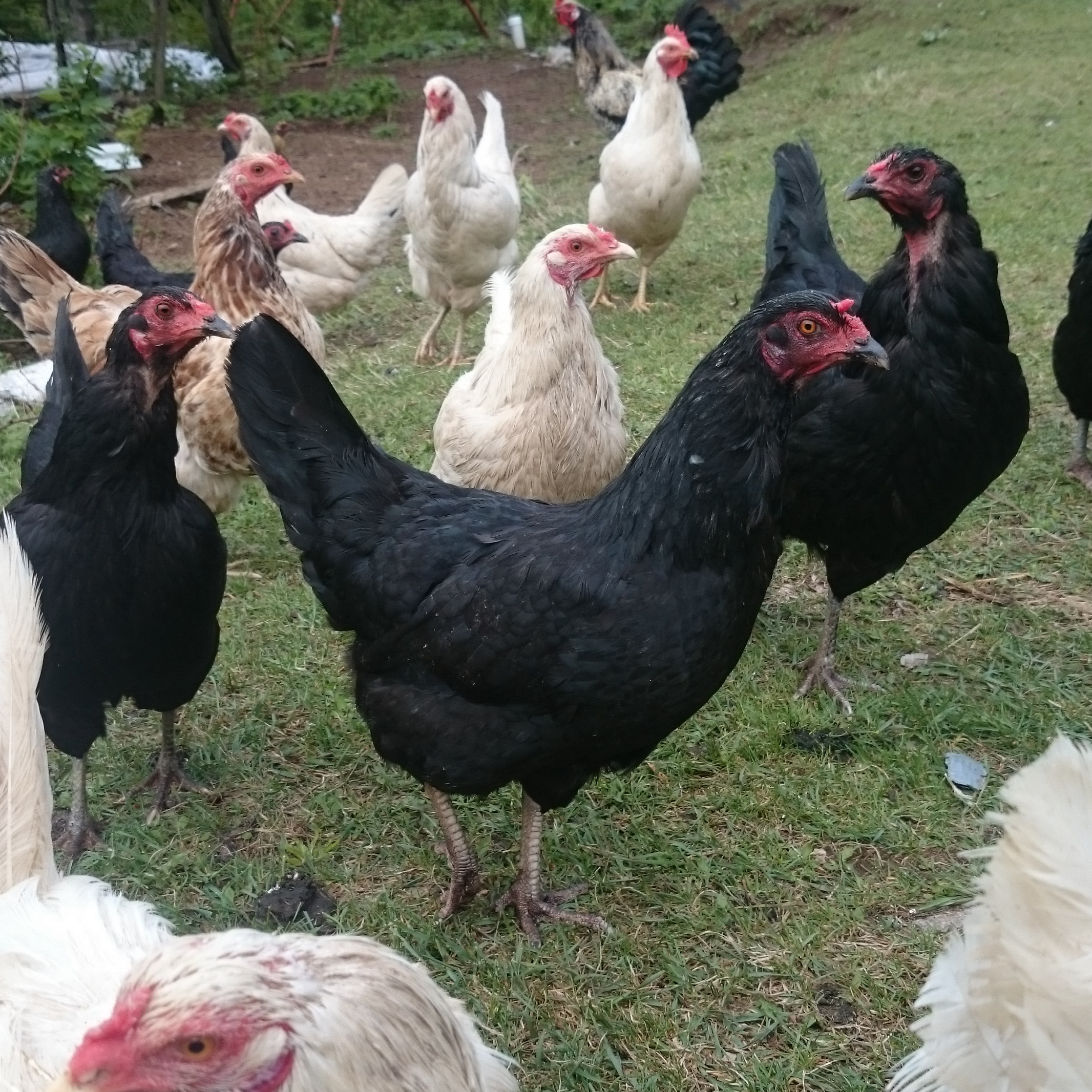 Fermented Organic Chicken Feed: The Secret to Healthy Chickens ...
